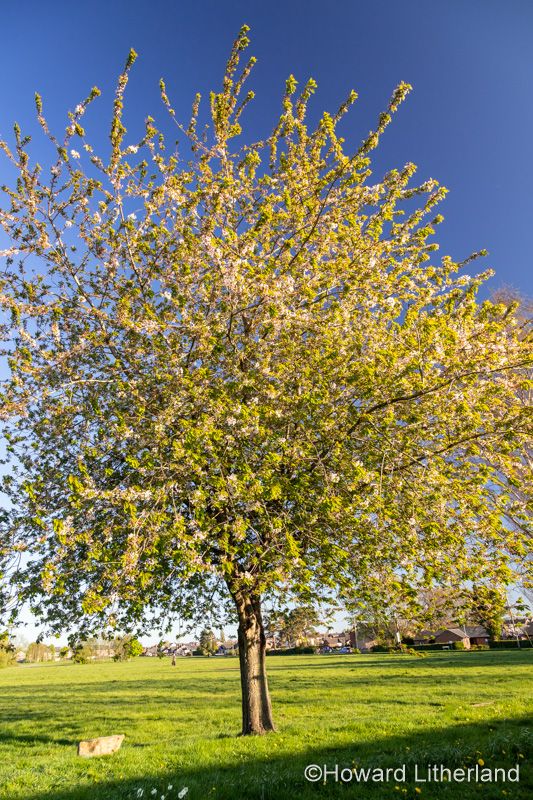 Photos from Mold and Surrounding Area, North Wales